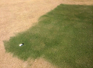 TURF COLORANT Organic Grass Paint for golf courses and lawns - Turf ...